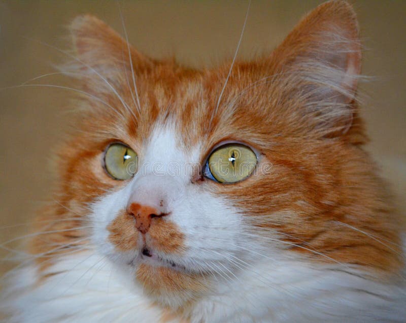 Ginger and White Cat Beautiful Portrait Close Up Stock Image - Image of ...