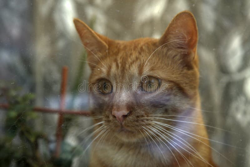 Ginger Cat Behind the Glass Stock Image - Image of sunny, street: 149635793