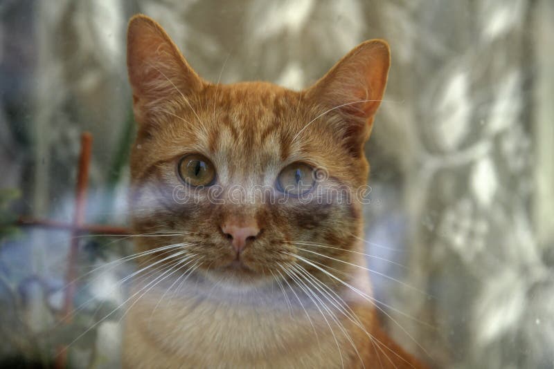Cat Behind the Glass on the Windowsill Stock Photo - Image of ginger ...