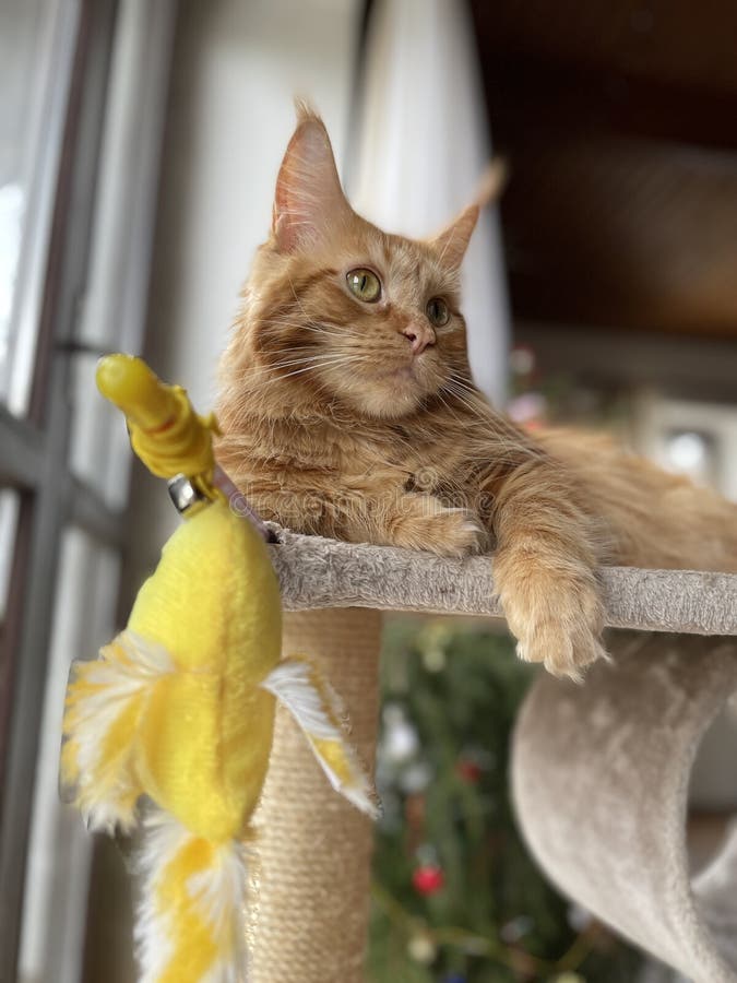 Main coon cat stock image. Image of carnivore, animal - 271717345