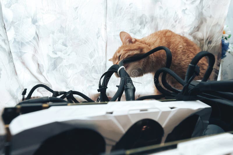 Ginger Cat Bite the Wires stock image. Image of domestic - 112733367