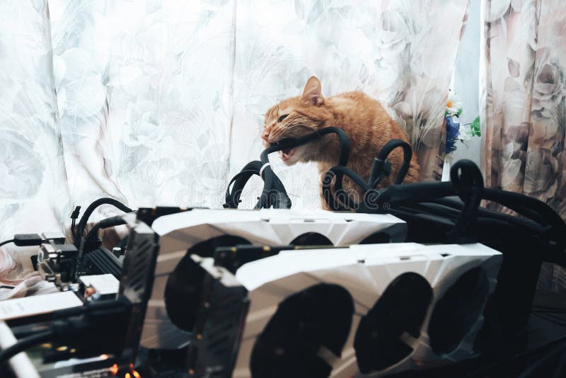 Ginger Cat Bite the Wires stock photo. Image of bite - 112733178