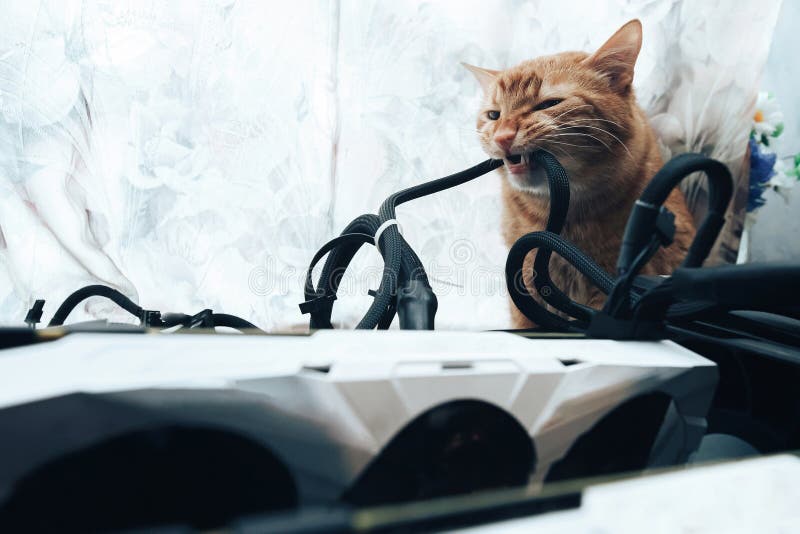 Ginger Cat Bite the Wires stock photo. Image of kitty - 112733180