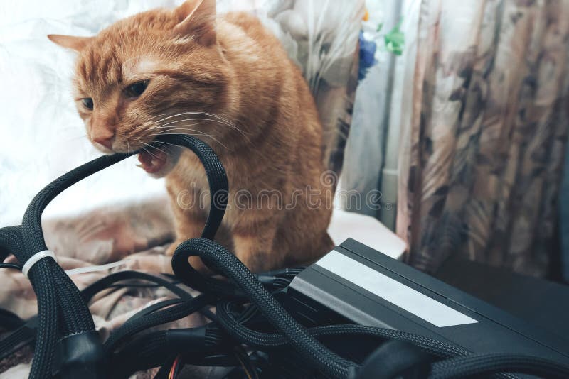 Ginger Cat Bite the Wires stock image. Image of attractive - 112733261