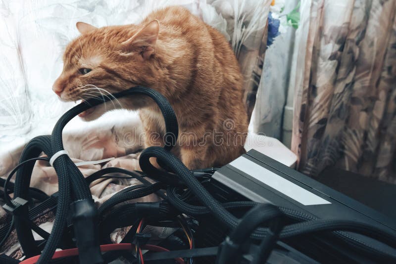 Ginger Cat Bite the Wires stock image. Image of electronic - 112733313