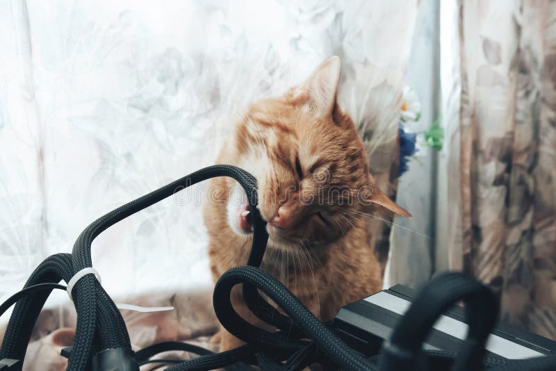 Ginger Cat Bite the Wires stock image. Image of domestic - 112733367