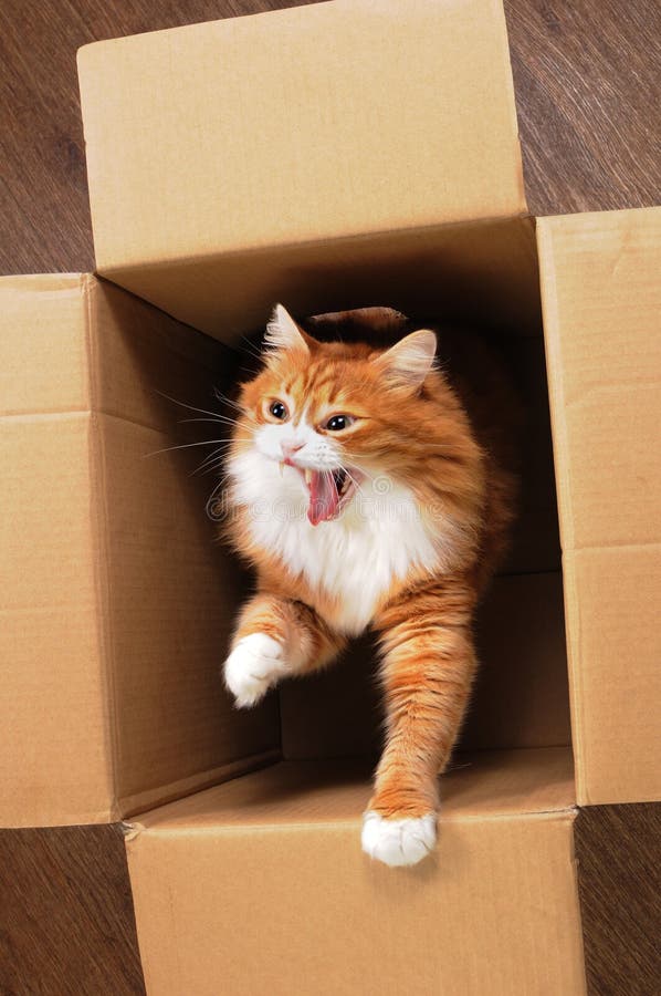 Ginger cat in a box stock image. Image of mammal, lifestyle - 329513423