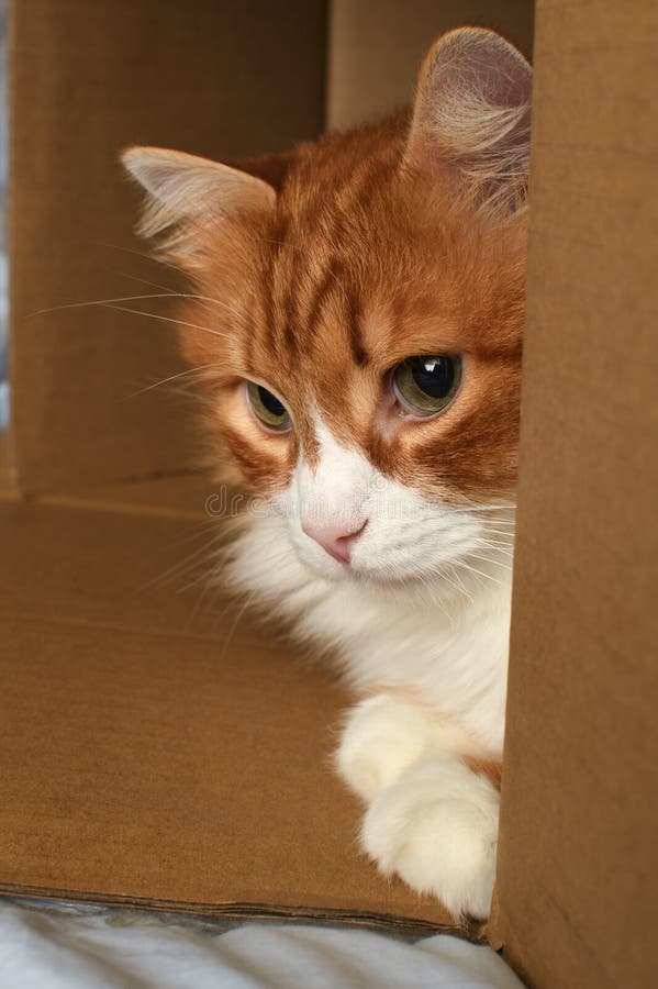 Ginger cat in a box stock image. Image of attractive - 355583301
