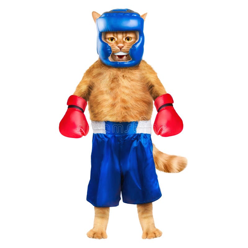 Ginger Cat -boxer. Isolated on White Stock Image - Image of creative ...