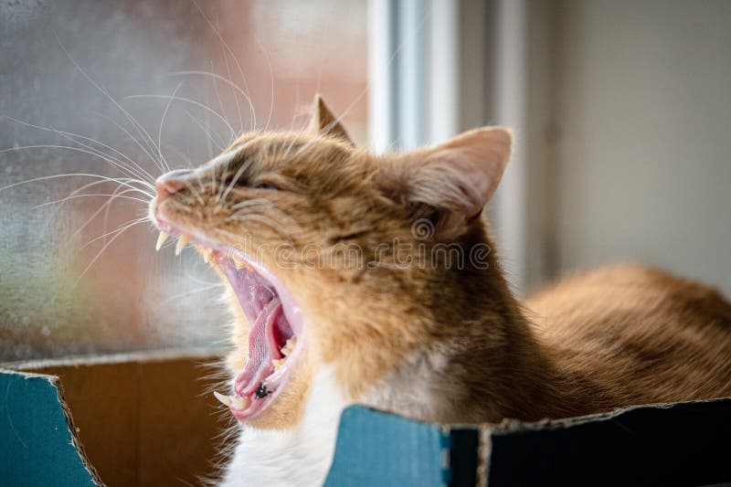 Ginger Cat in a Cardboard Box Yawning Stock Image - Image of adorable ...