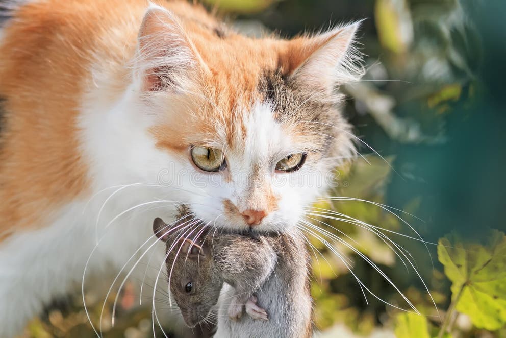 Ginger Cat Caught a Big Grey Rat Stock Image - Image of mouse, hunter ...