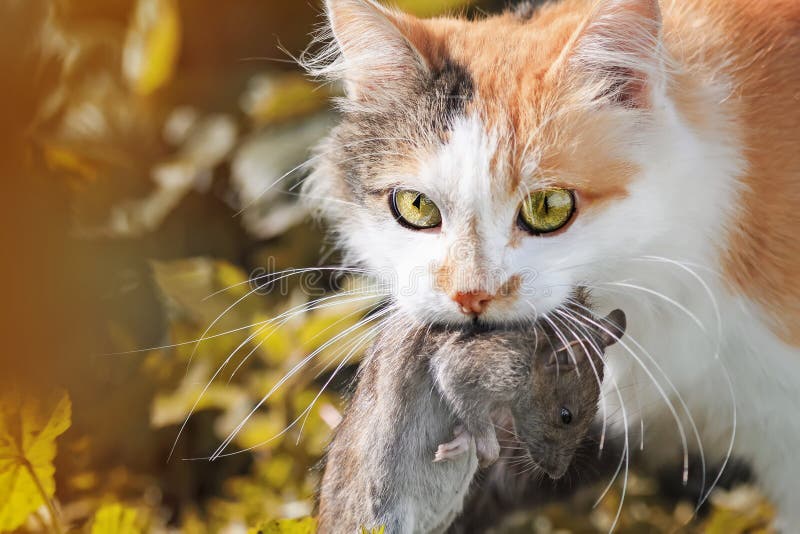 Ginger Cat Caught a Big Grey Rat Stock Photo - Image of killing, black ...