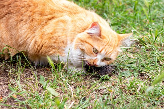 The Ginger Cat Caught a Mouse and Eats it on the Green Lawn. Rodent ...