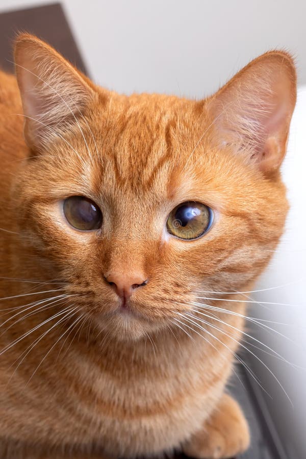 Ginger Cat Close Up Portrait at Home Stock Photo - Image of portrait ...