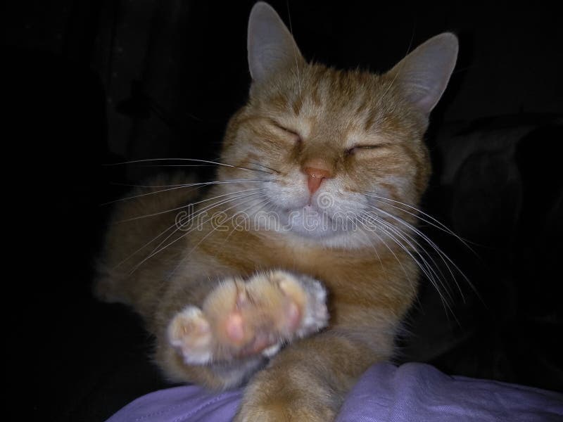 Ginger Cat with Closed Eyes Pulls Its Front Paw Forward Stock Photo ...
