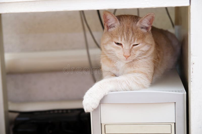 Ginger Cat on Computer Under Table Warming Stock Photo - Image of tabby ...