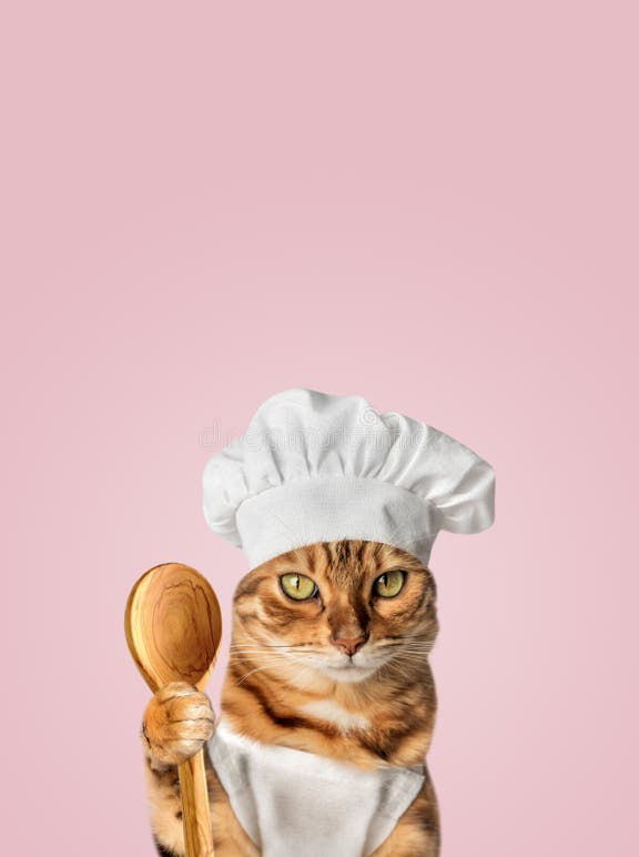 Ginger Cat - Cook at the Pink Wall Stock Image - Image of cook, chief ...