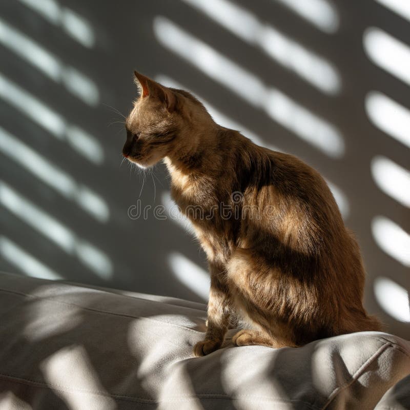 Ginger Cat Couch Shadow Blinds Stock Photos - Free & Royalty-Free Stock ...