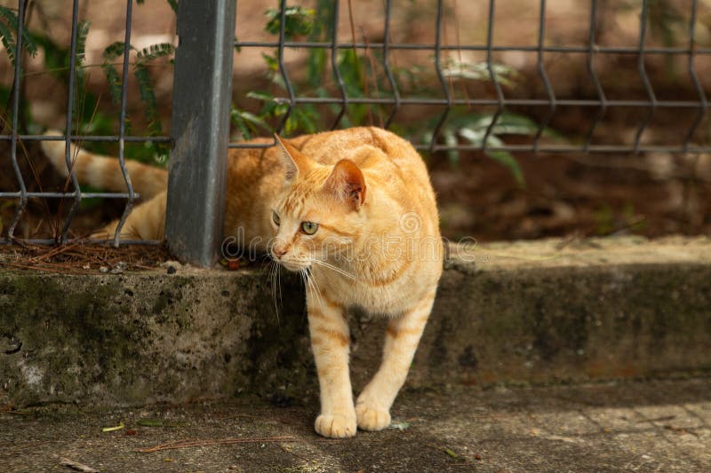 A Ginger Cat Crossing Under a Gate. Stock Photo - Image of beautiful ...