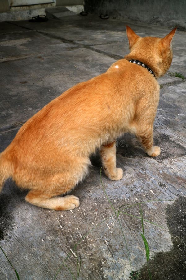Ginger Cat Crouching on Concrete Surface Stock Image - Image of posture ...