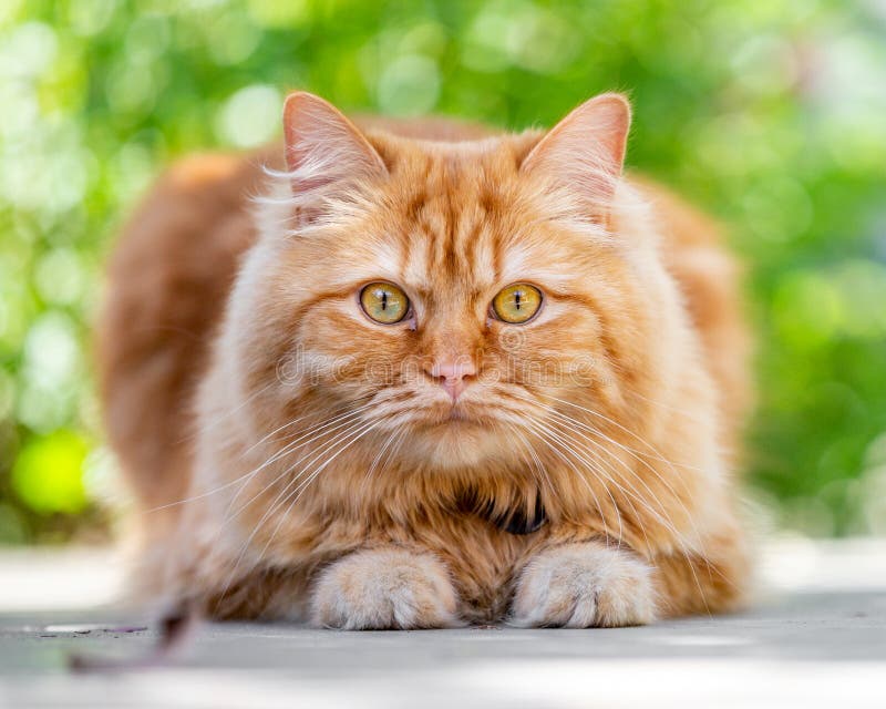 2,084 Crouching Cat Photos - Free & Royalty-Free Stock Photos from ...