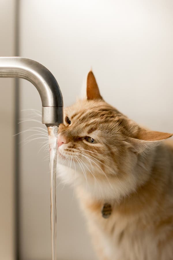 A Ginger Cat Curiously Drinks Water from a Running Tap, Focusing on the ...