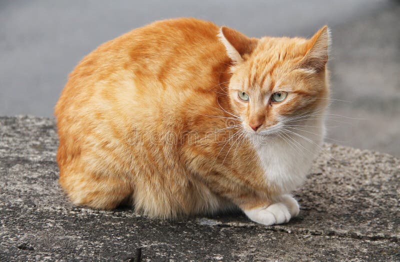 Ginger cat stock image. Image of animal, shaggy, domestic - 189475713