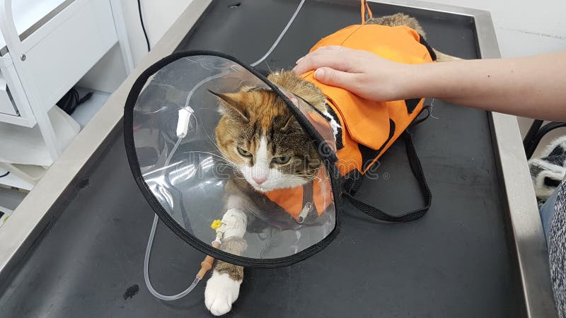 Cat Drip Vet Concept Stock Photos - Free & Royalty-Free Stock Photos ...