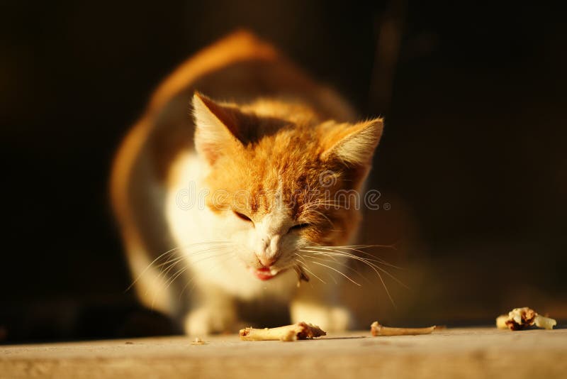 Ginger Cat Eating Bones in the Summer Garden Stock Image - Image of ...