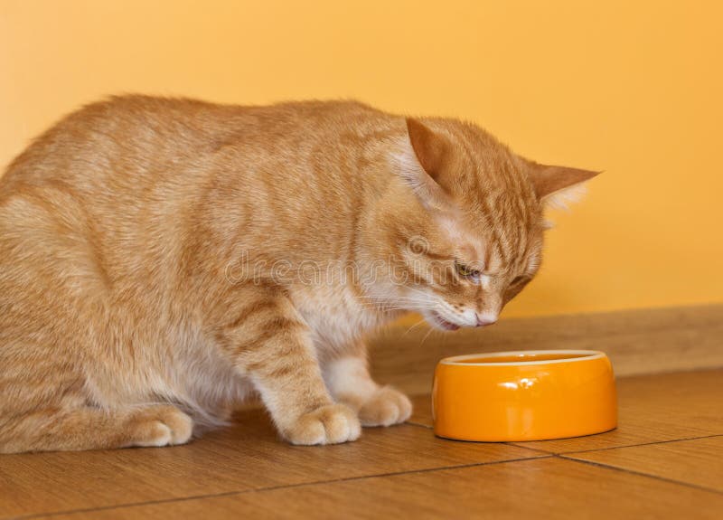 Ginger cat eating dry food stock photo. Image of appetite - 65909352