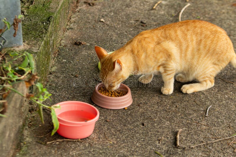 A Ginger Cat, Eating Food from a Bowl. Stock Image - Image of orange ...