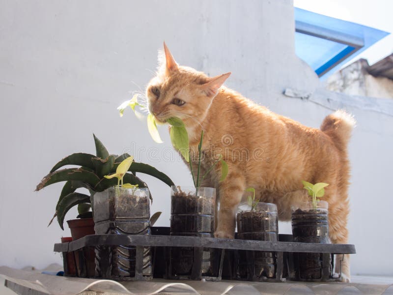 Ginger Cat Eating Leaf stock image. Image of eating, animal - 96819663