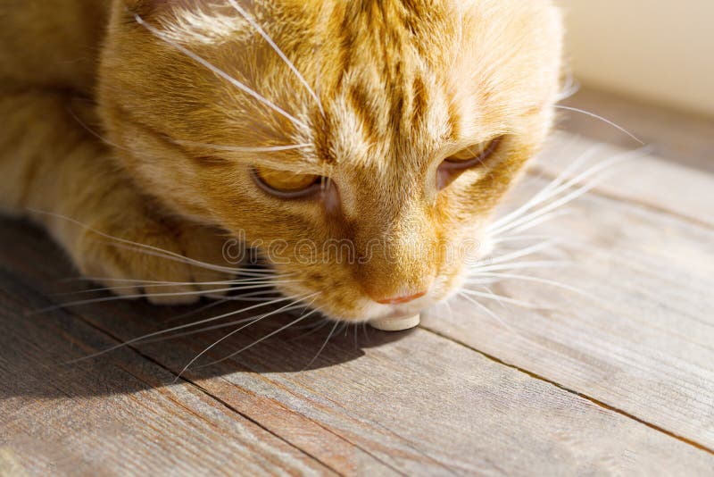 Ginger Cat Eating a Pill or a Treat Stock Image - Image of healthy ...