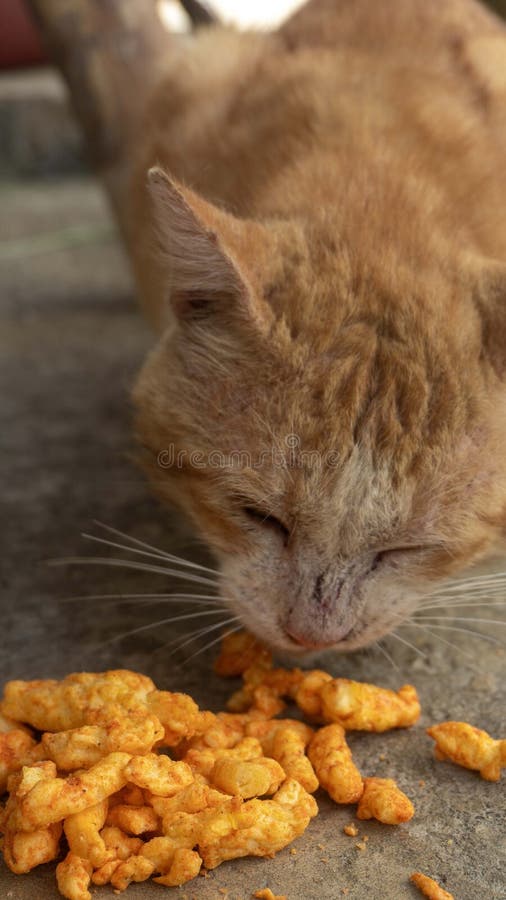 Ginger Cat Eating a Snack on the Cement Floor. Stock Photo - Image of ...