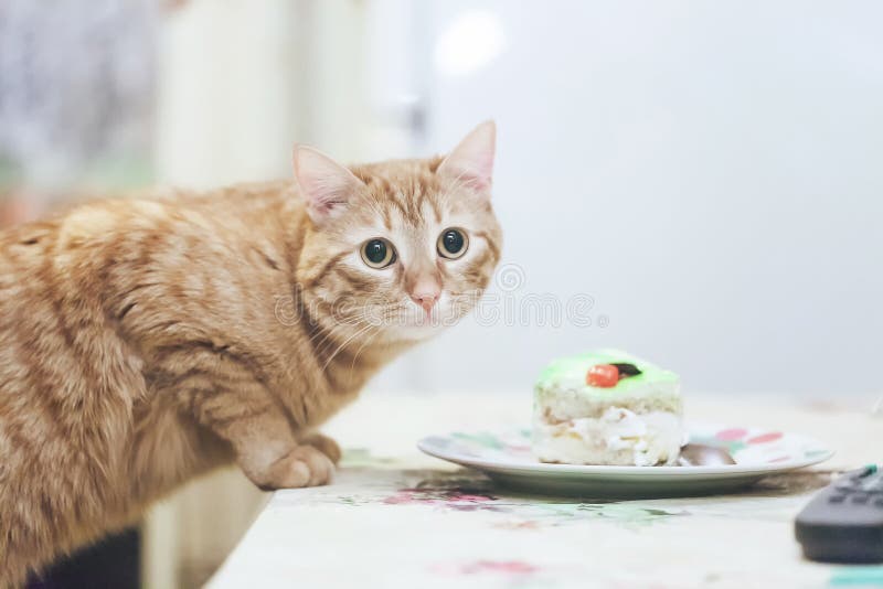 Ginger Cat Eats Cake stock image. Image of kitchen, candy - 147694555