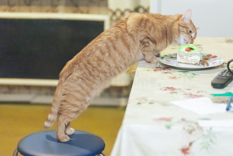 Ginger Cat Eats Cake stock image. Image of feline, food - 147694593