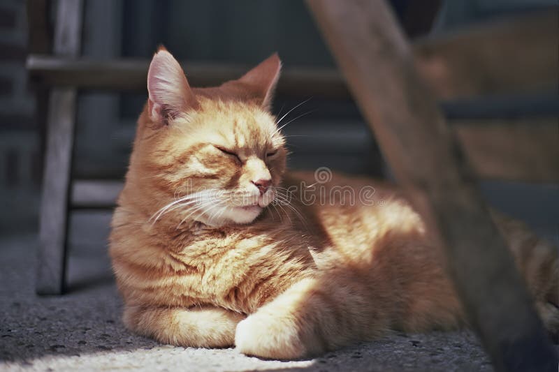 Ginger Cat Enjoying the Sun on the Balcony of an Apartment Stock Photo ...