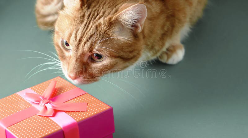 Ginger Cat Examines a Red Gift Box Stock Image - Image of hair, gift ...