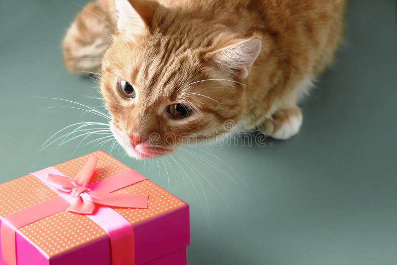 Ginger Cat Examines a Red Gift Box Stock Image - Image of fluffy ...