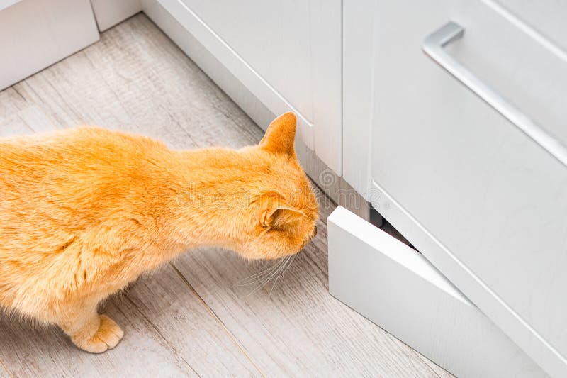 Ginger Cat Exploring Interior House Stock Photos - Free & Royalty-Free ...