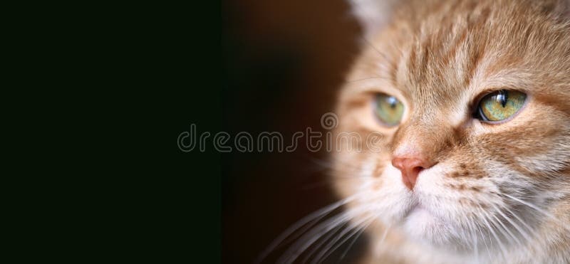 Ginger Cat Eye stock photo. Image of look, funny, dream - 113699392