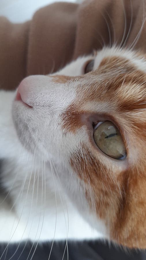 Ginger Cat Face and Eye Side Stock Photo - Image of face, health: 258736762