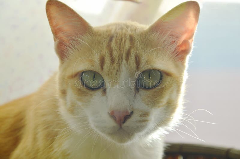 Ginger Cat Face Portrait in Home Stock Image - Image of home, animal ...