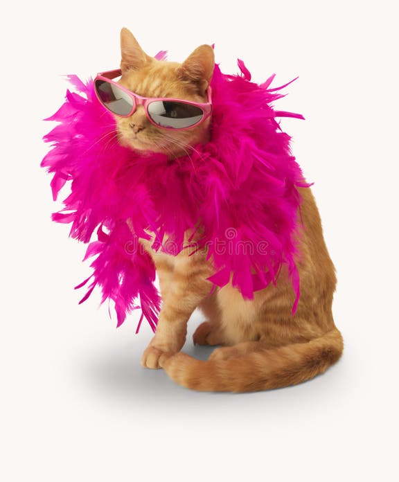Ginger Cat with Feather Boa (and Shadow) Stock Photo - Image of ...