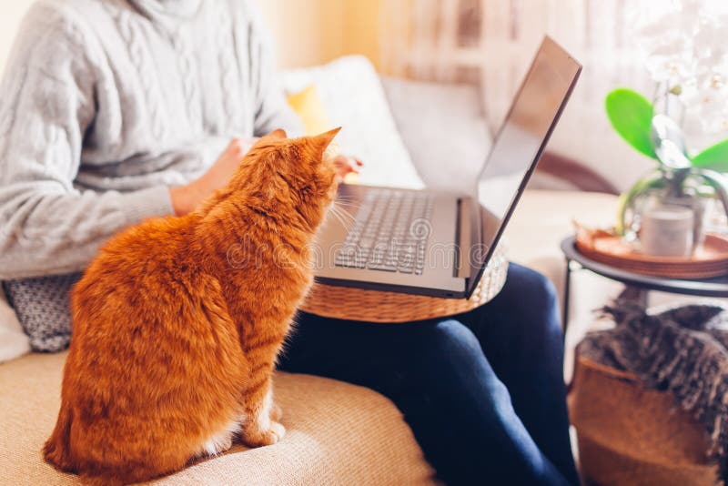 Ginger Cat Feeling Lonely while Its Master Works Online from Home Using ...