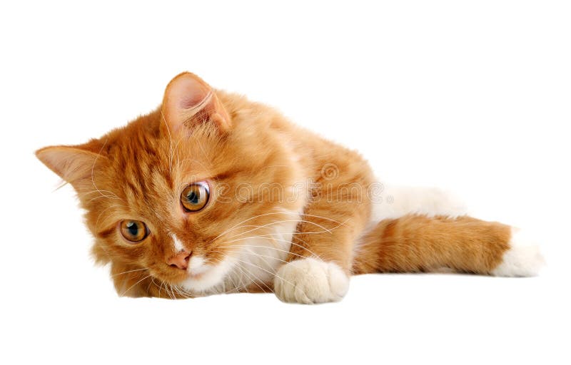 Ginger cat stock image. Image of ginger, animal, shot - 270336887