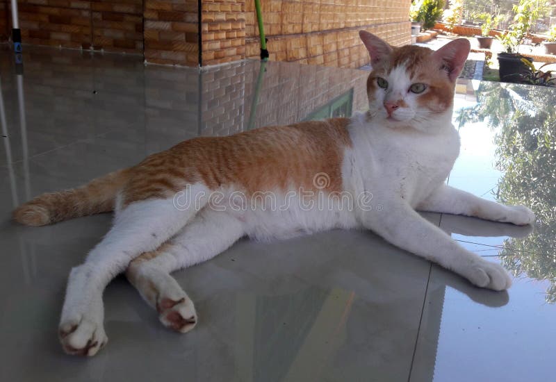 Ginger Cat Focus Sharp Eyes Stock Photo - Image of focus, sharp: 188583654