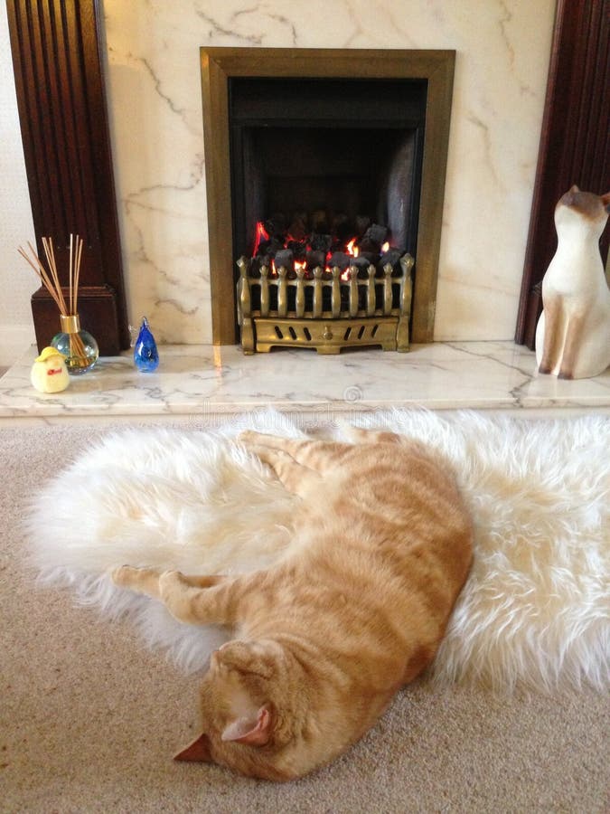 Ginger Cat in Front of a Fire Stock Photo - Image of fluffy, relaxing ...