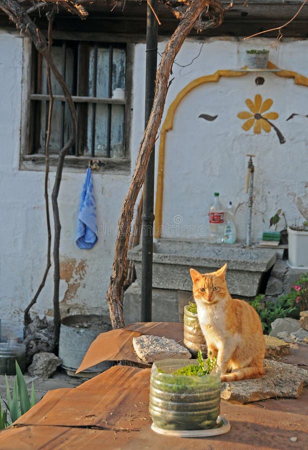 Ginger cat in front yard stock photo. Image of springtime - 212676512
