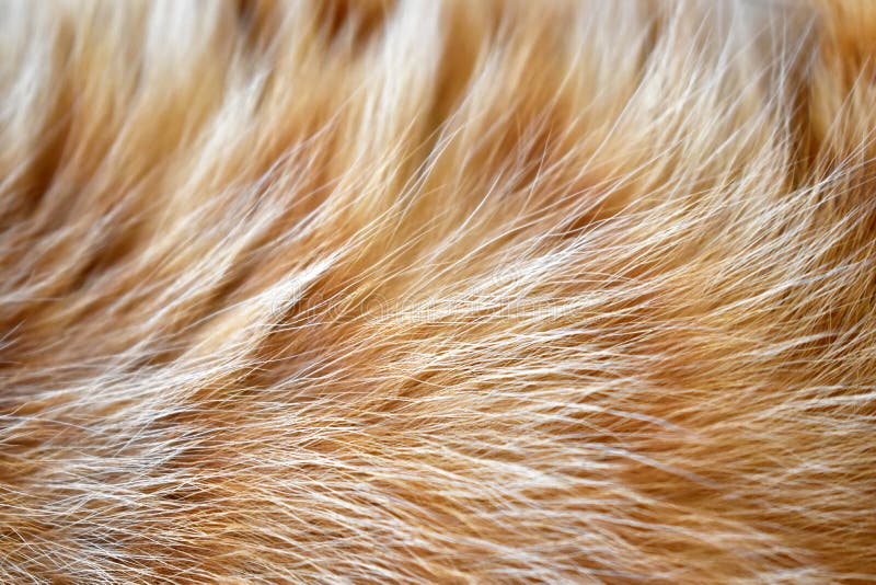 Ginger Cat Fur Texture Background. Stock Image - Image of beauty ...